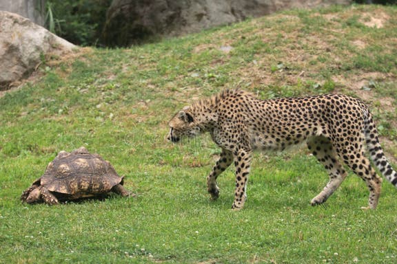 Cheetah and turtle stock image. Image of radiated, mammal - 26812571