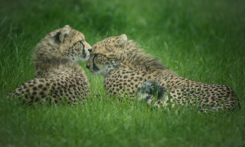 Cheetah stock photo. Image of cheetah, mammal, carnivore - 135830622