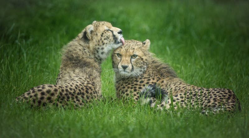 Cheetah stock image. Image of mammal, predatory, predator - 135830635