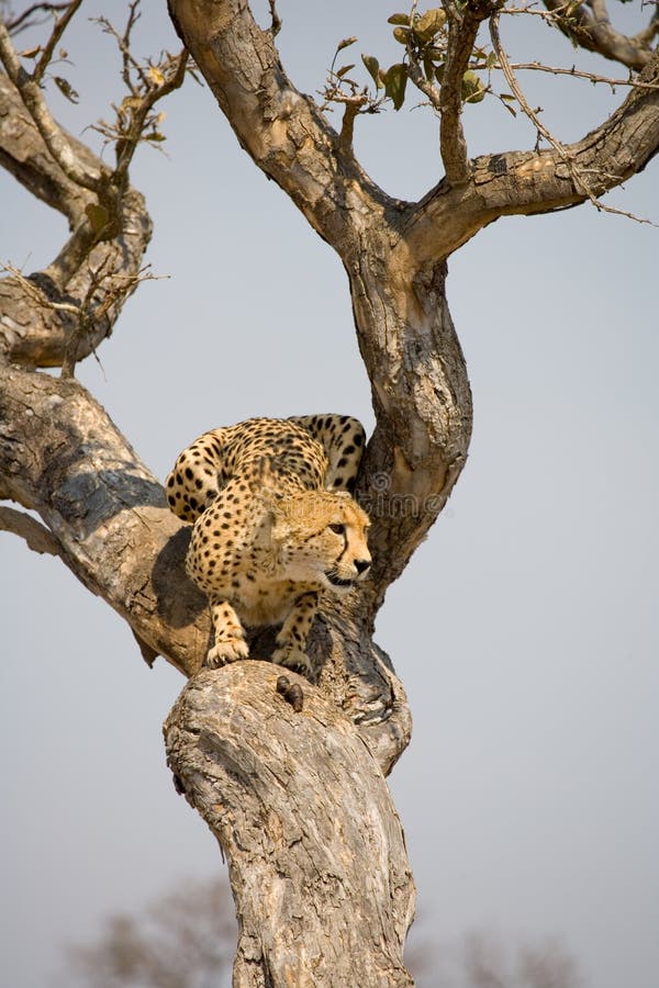 Cheetah in tree stock image. Image of wild, south, tree - 11372195