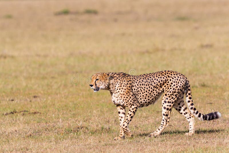 Cheetah walk stock image. Image of walk, animal, kenya - 59624519