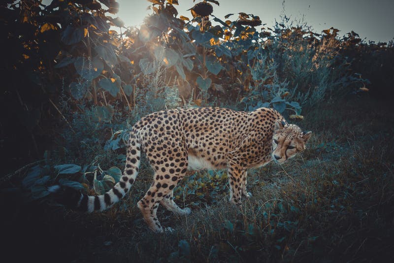 Cheetah on a Walk in Nature Stock Photo - Image of color, grace: 86825760