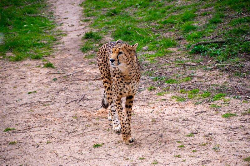Cheetah walking around stock photo. Image of animal - 144441238