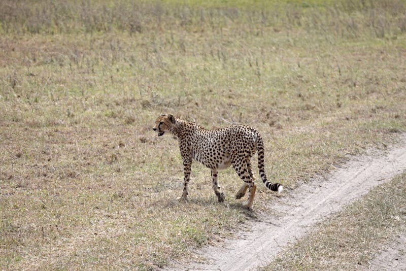 Cheetah Walking Away stock photo. Image of cheetah, spots - 12021176