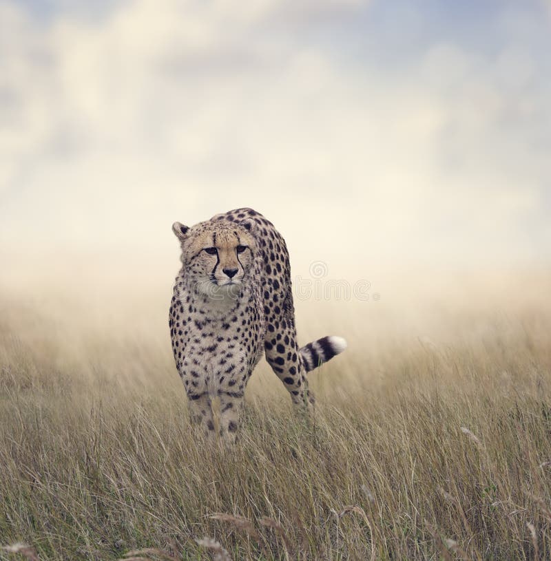 Walking Cheetah Isolated on White Stock Photo - Image of animal, fast ...