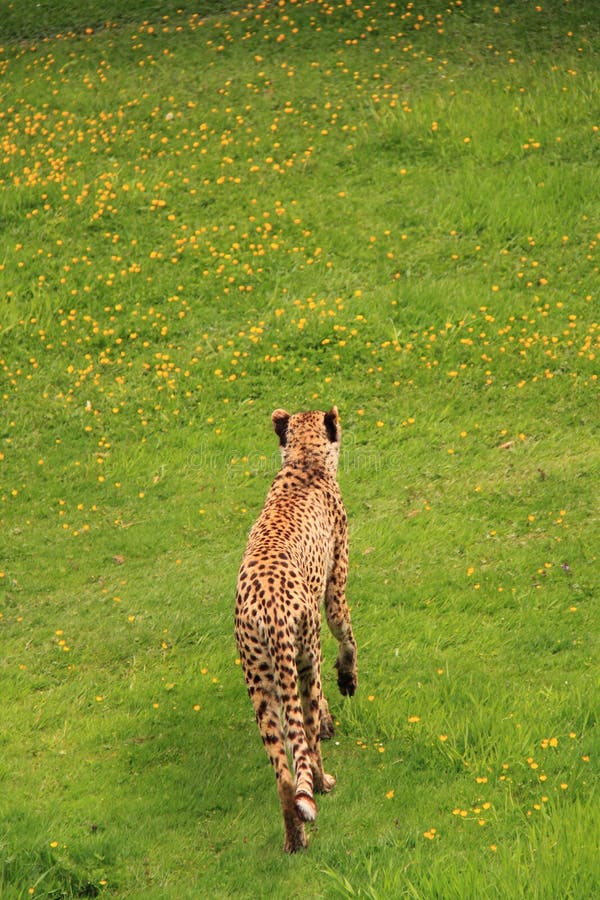 Cheetah Walking in Green Grass. Stock Photo - Image of walking ...
