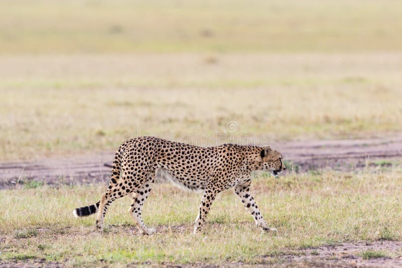 Cheetah Walking in the Grassland Stock Image - Image of animal, africa ...
