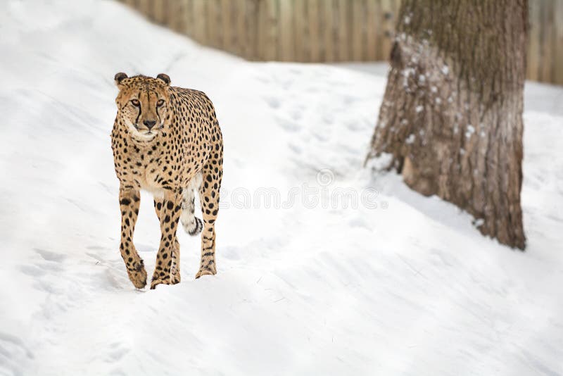 Cheetah stock photo. Image of feline, beautiful, cheetah - 37080868