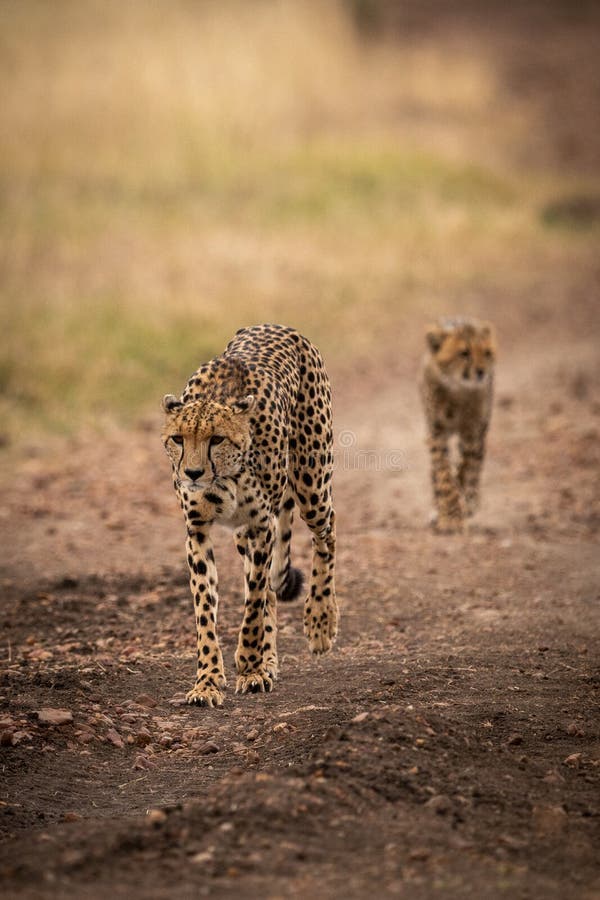 Cheetah Walks Down Track Followed by Cub Stock Image - Image of nature ...