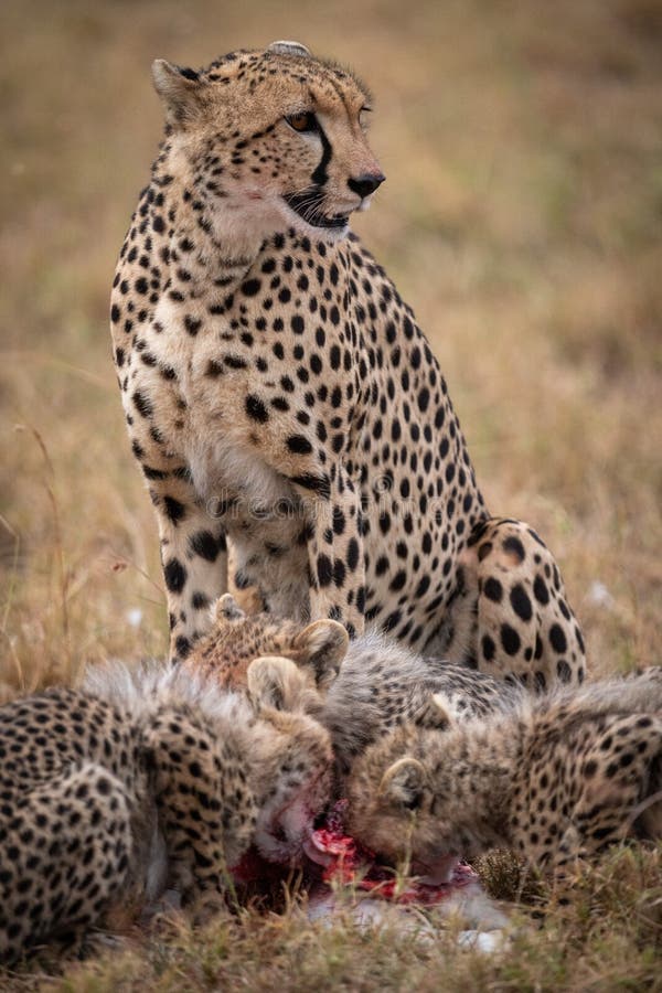 Cheetah Watching As Cubs Feed on Kill Stock Image - Image of safari ...