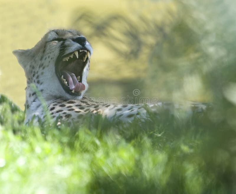 Cheetah Yawning Showing Sharp Teeth Africa Stock Image - Image of ...
