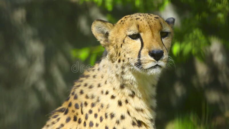 Cheetah stock video footage. Video of fangs, resting - 34774664