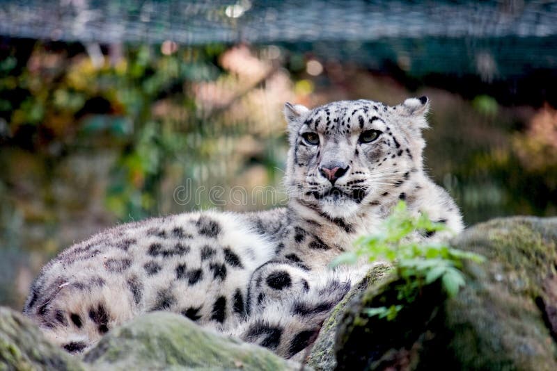 Cheetah at the zoo stock image. Image of animal, chetah - 16594437
