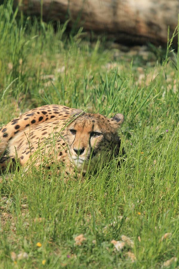 Cheetah in the zoo stock image. Image of mammal, wildlife - 279934455