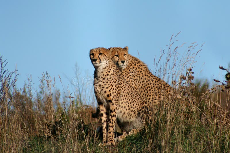 Cheetah Couple in the Sunset Stock Image - Image of south, danger: 16152761