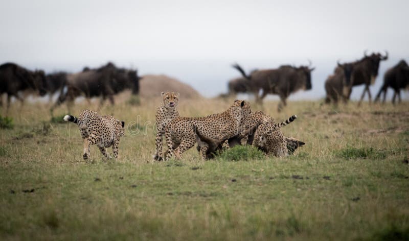 Cheetahs Attacking Wildebeest Editorial Image - Image of dangerous ...