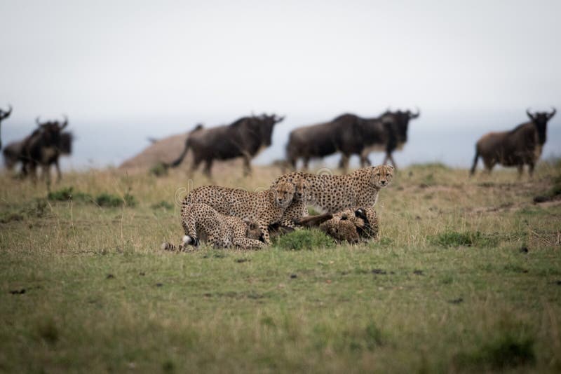 Cheetahs Attacking Wildebeest Stock Image - Image of wild, mara: 119807885