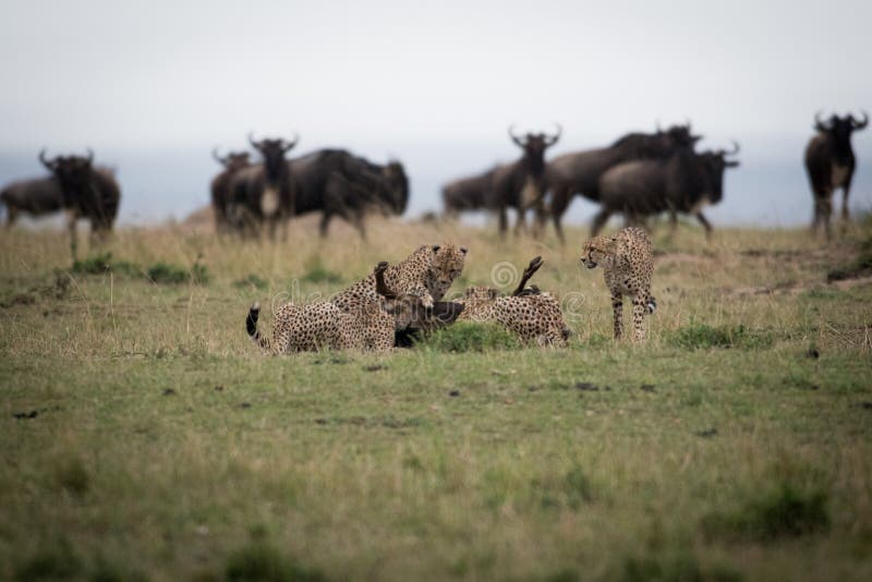 Cheetahs Attacking Wildebeest Stock Image - Image of ambush, meadow ...