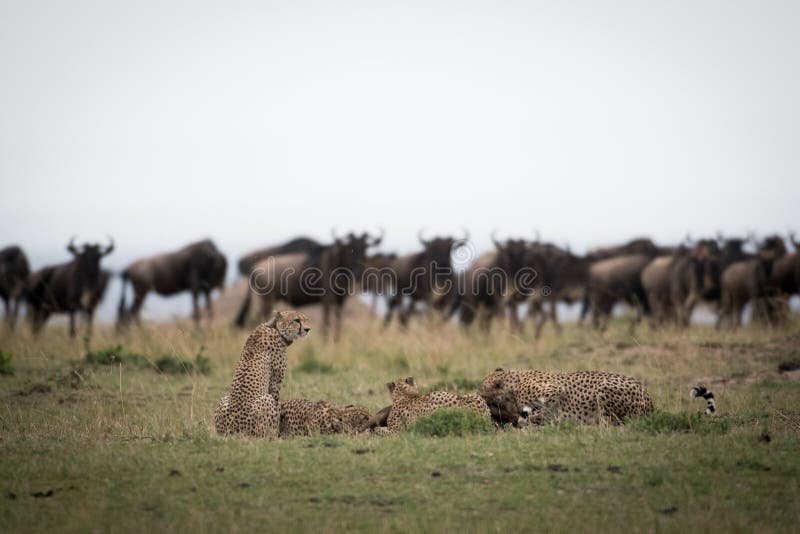 Cheetahs Attacking Wildebeest Stock Image - Image of ambush, meadow ...