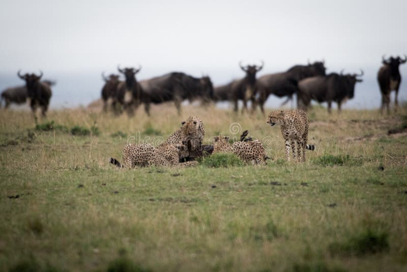 Cheetahs Attacking Wildebeest Stock Image - Image of wild, mara: 119807885