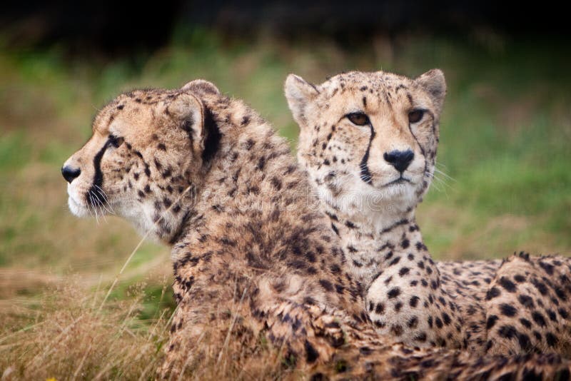 Cheetahs Sitting and Resting Stock Image - Image of sitting, wait: 43860547