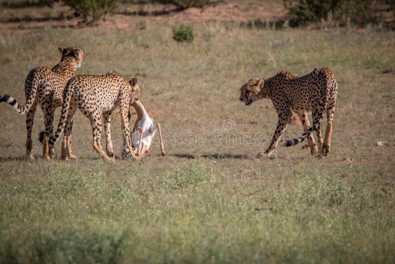 Cheetahs with a Springbok Kill in Kgalagadi. Stock Image - Image of ...