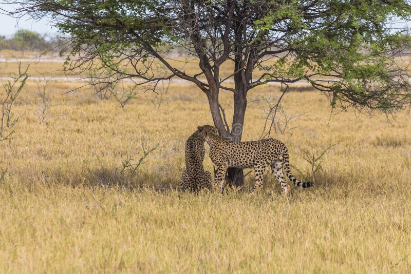 Cheetahs Under Tree in Etosha Park, Namibia Stock Photo - Image of ...