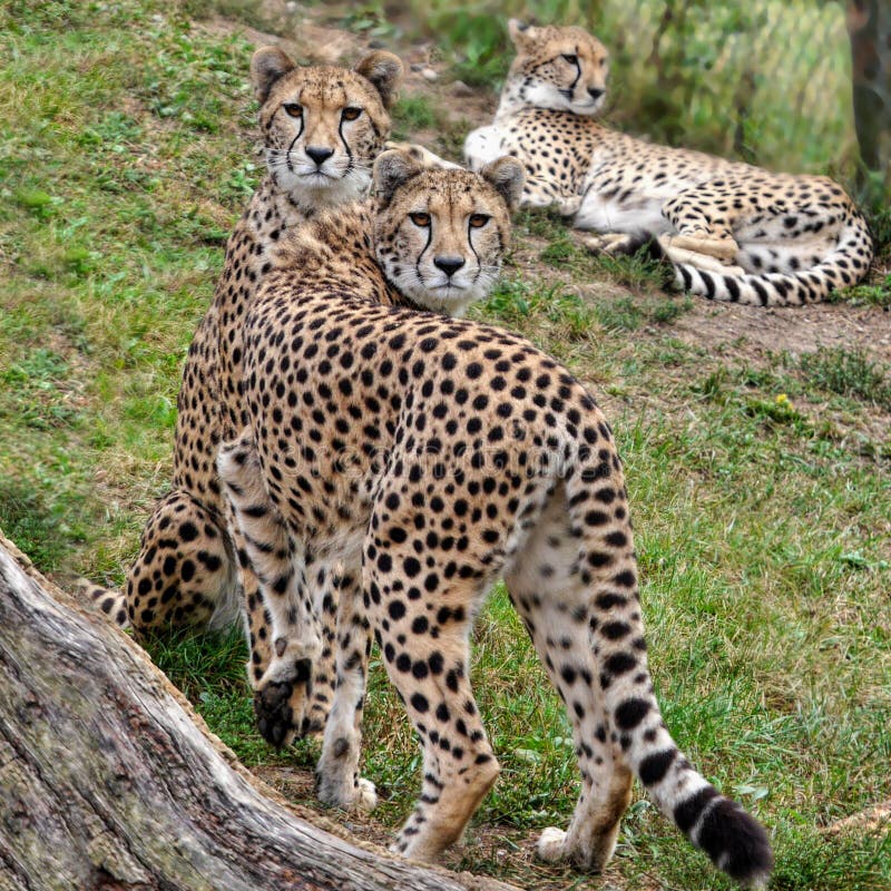 Cheetahs stock photo. Image of predator, cheetah, africa - 193347910