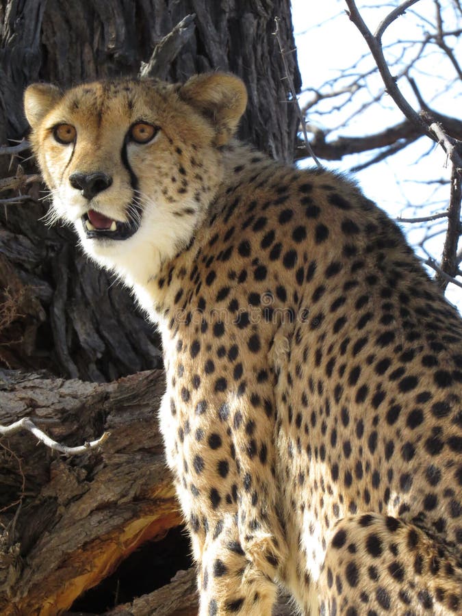 Cheetha imagem de stock. Imagem de wildlife, naturalizado - 82234647