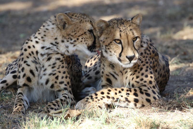 Cheetha stock image. Image of park, cheetah, africa, cheetha - 82234649