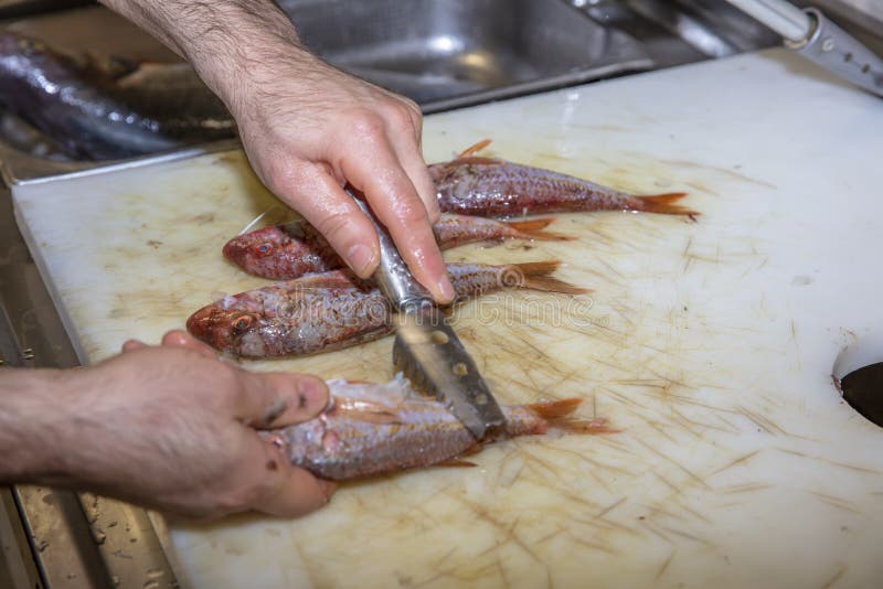 The Chef is Cleaning the Red Mullet in the Kitchen - Preparing it for ...