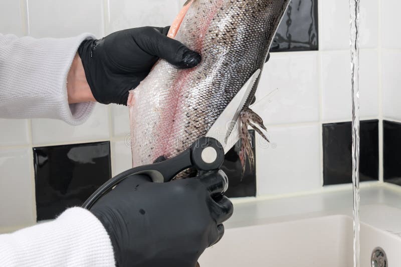 Farel Fish Stock Photos - Free & Royalty-Free Stock Photos from Dreamstime