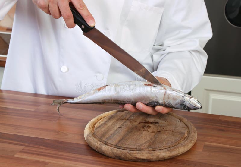 Chef and fish stock photo. Image of scale, prepared, ingredient - 23546108