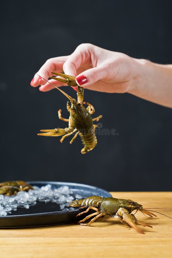 The Chef Holds a Live Crayfish. Black Background, Side View, Space for ...