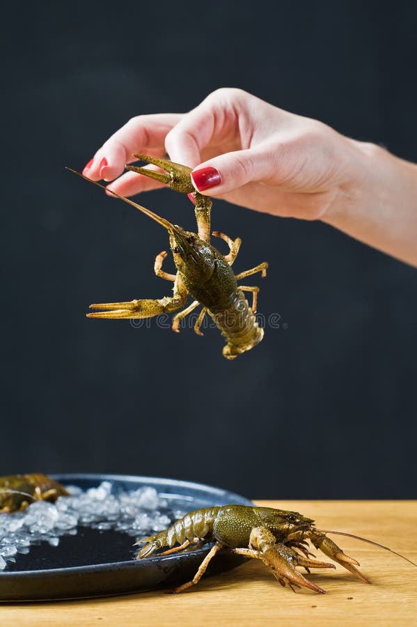 The Chef Holds a Live Crayfish. Black Background, Side View, Space for ...