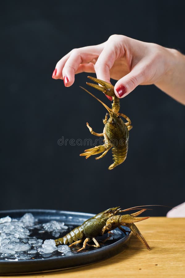 The Chef Holds a Live Crayfish. Black Background, Side View, Space for ...
