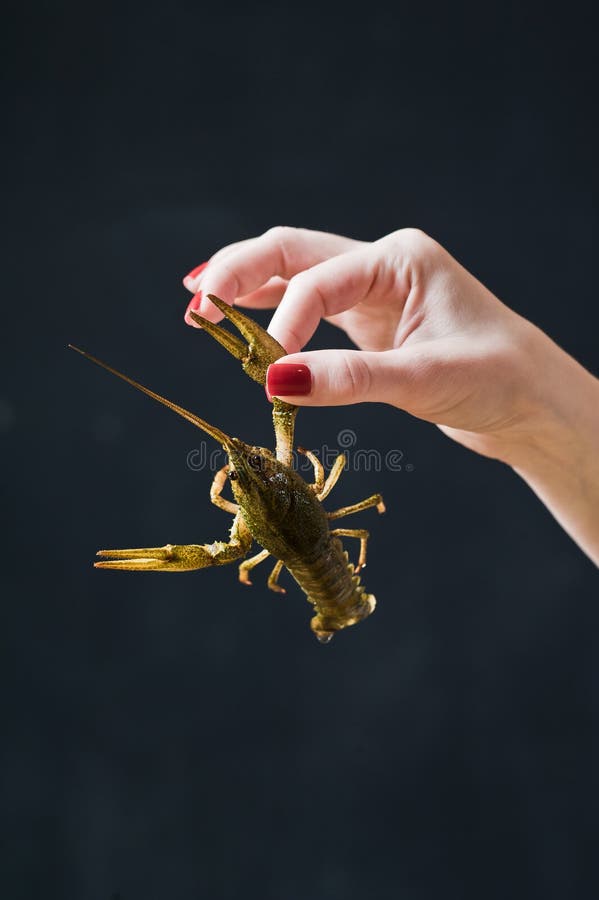 The Chef Holds a Live Crayfish. Black Background, Side View, Space for ...
