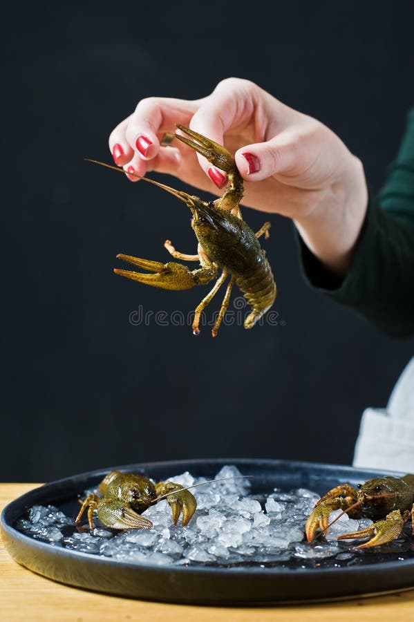 The Chef Holds a Live Crayfish. Black Background, Side View, Space for ...