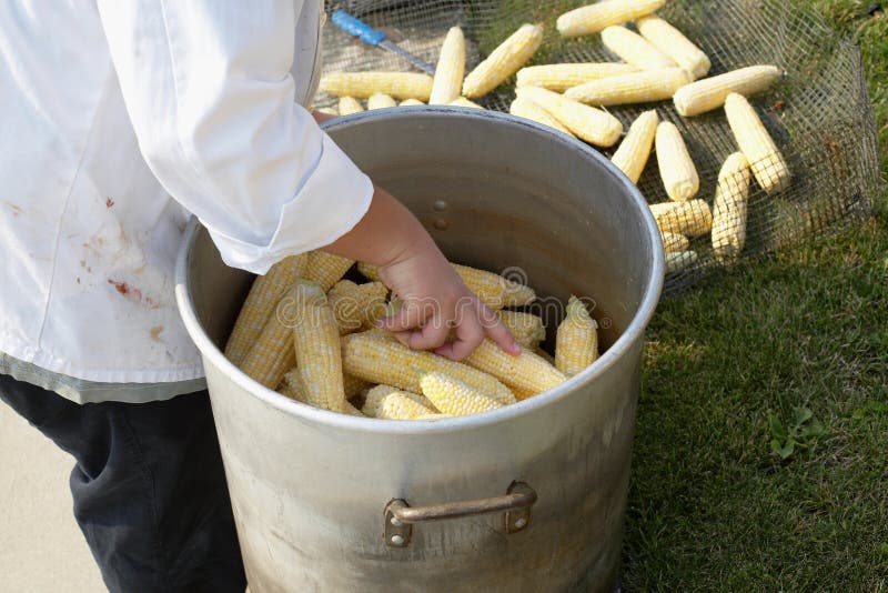 Chef Preparing Corn stock photo. Image of corn, green - 6229038