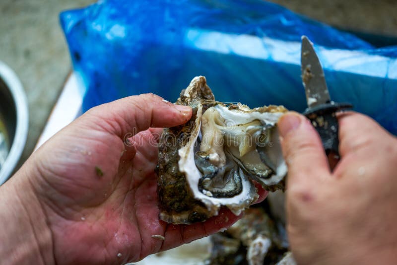 A Chef is Prying Open the Shells of Oysters, Opening the Oysters Stock ...