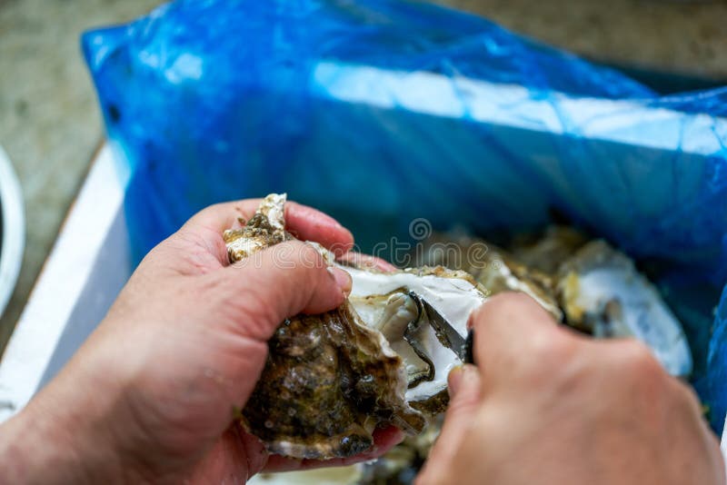 A Chef is Prying Open the Shells of Oysters, Opening the Oysters Stock ...