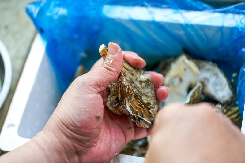 A Chef is Prying Open the Shells of Oysters, Opening the Oysters Stock ...