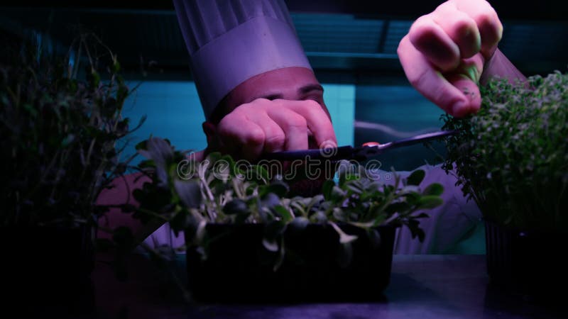 Chef Selecting the Plant for His Dish Using Scissors Stock Video ...