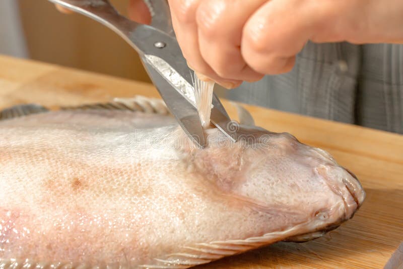 Chef Uses Scissors To Cut Out a Fin from a Fresh Flounder Stock Image ...