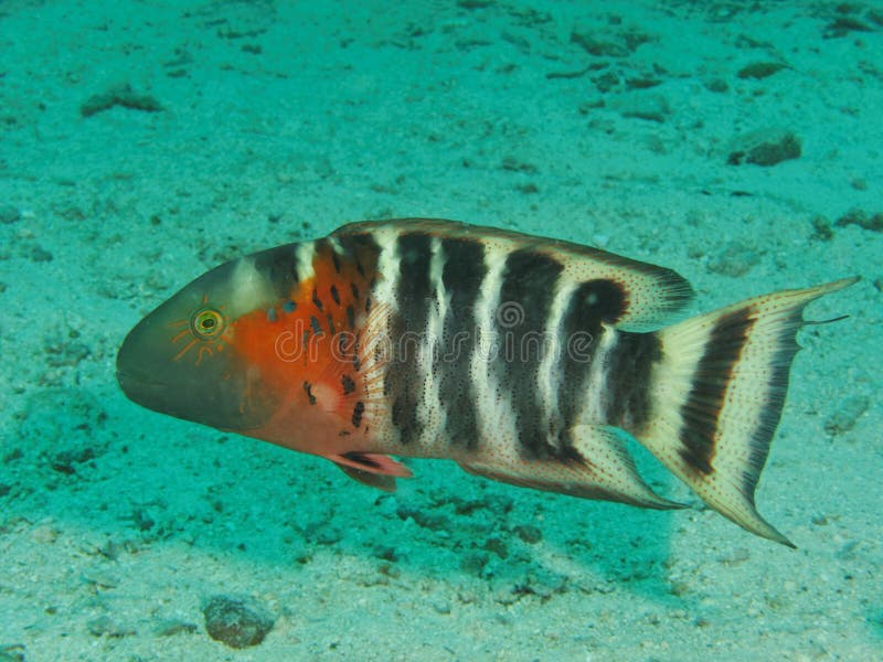 Cheilinus fasciatus stock image. Image of fauna, ocean - 20721907