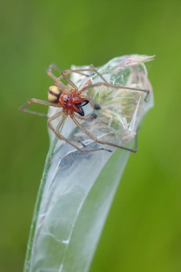 Cheiracanthium Sp Stock Photos - Free & Royalty-Free Stock Photos from ...