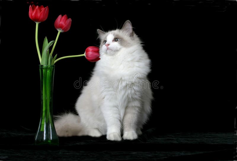 Cheire as flores foto de stock. Imagem de cheiro, companheiro - 516376