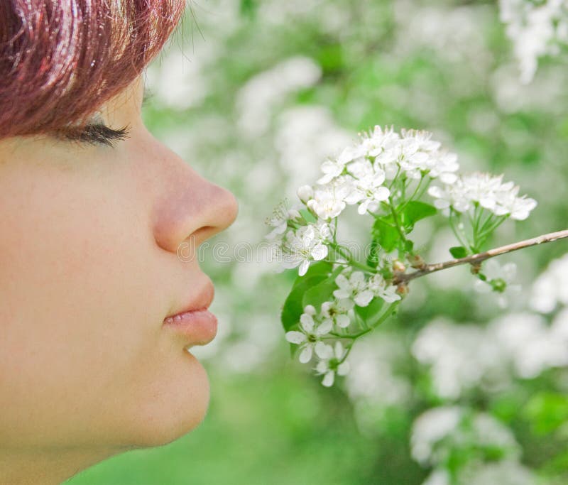 Cheire a flor foto de stock. Imagem de relaxe, cereja - 2368506