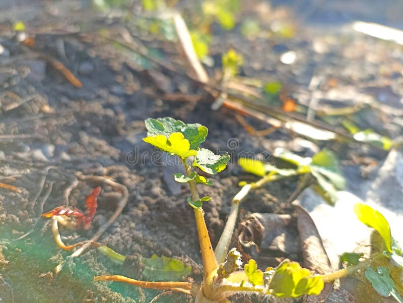 Chelidonium Majus, the Greater Celandine in Early Spring Stock Photo ...