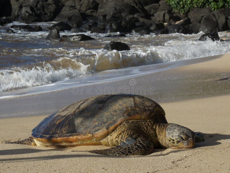 Chelonia mydas stock photo. Image of bask, turtle, resting - 7784082